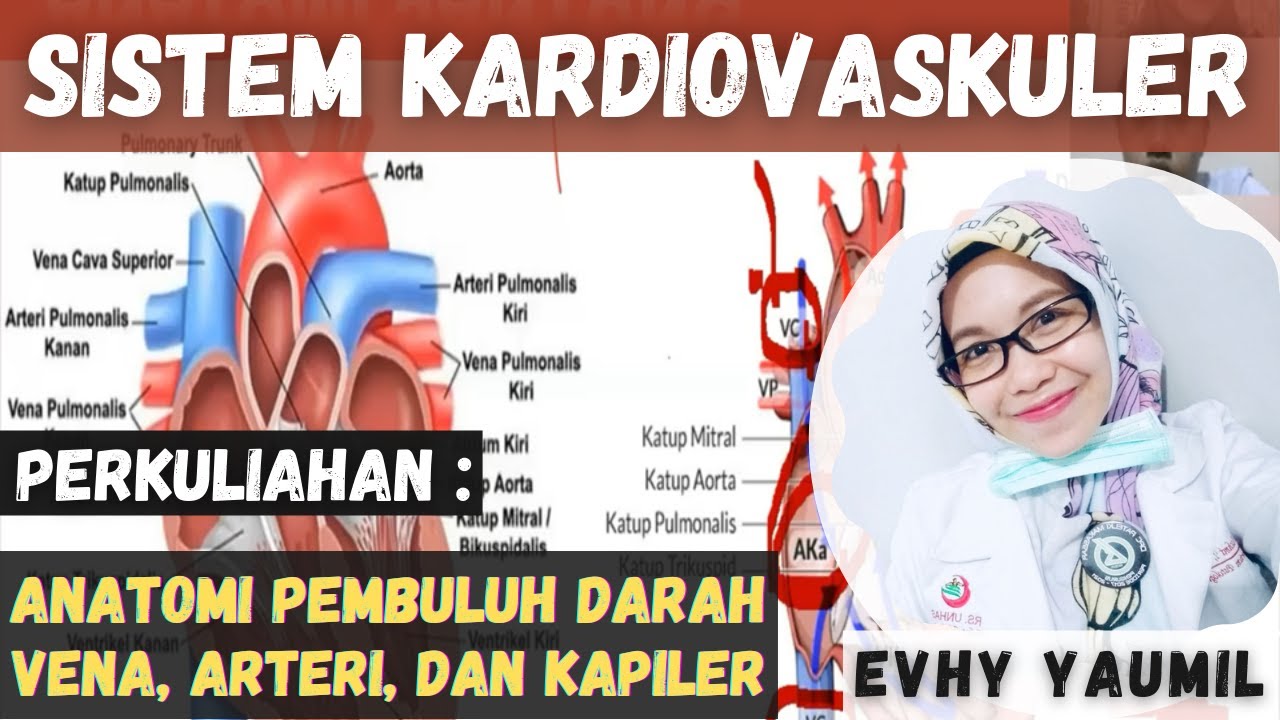 SISTEM KARDIOVASKULER (ANATOMI PEMBULUH DARAH VENA, ARTERI, DAN KAPILER ...