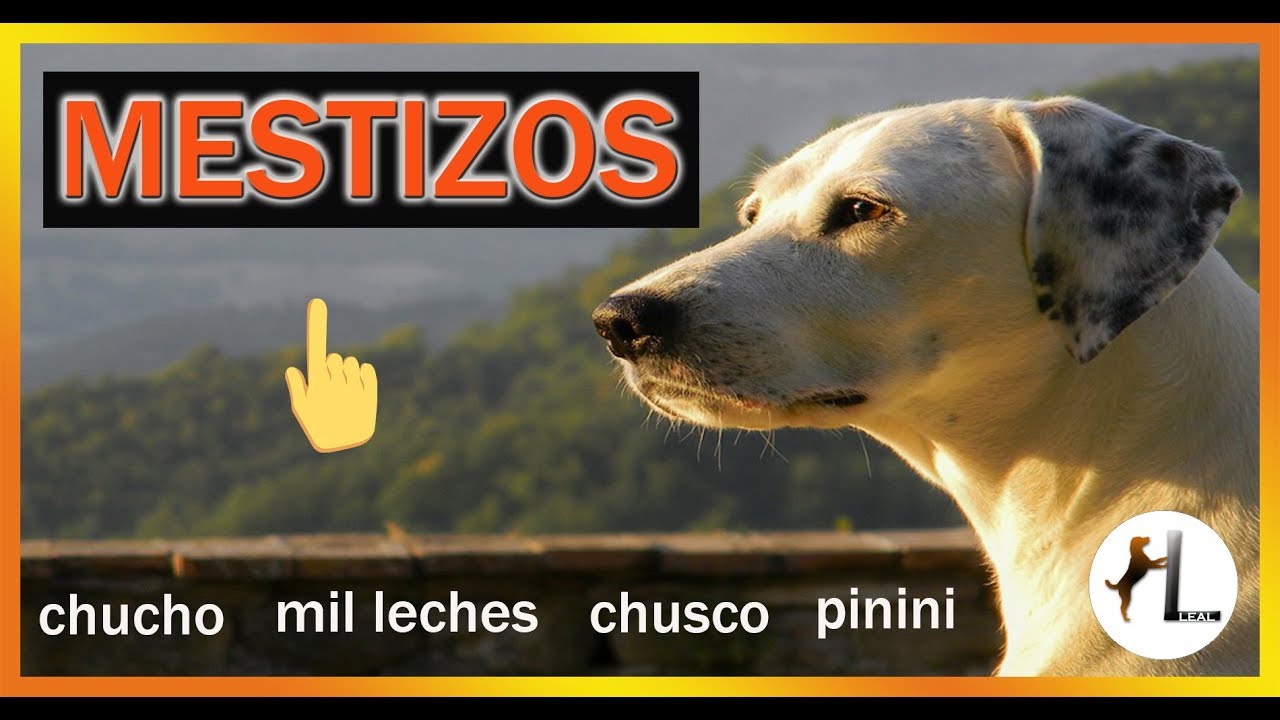 Los Chuchos Son Mejores Que Los Perros De Pura Raza