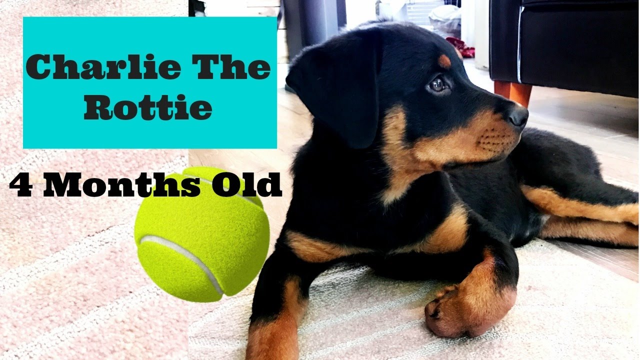 4 Month Old Rottweiler Puppy Playing Fetch YouTube 4-month-old-rottweiler-puppy-playing-fetch-youtube