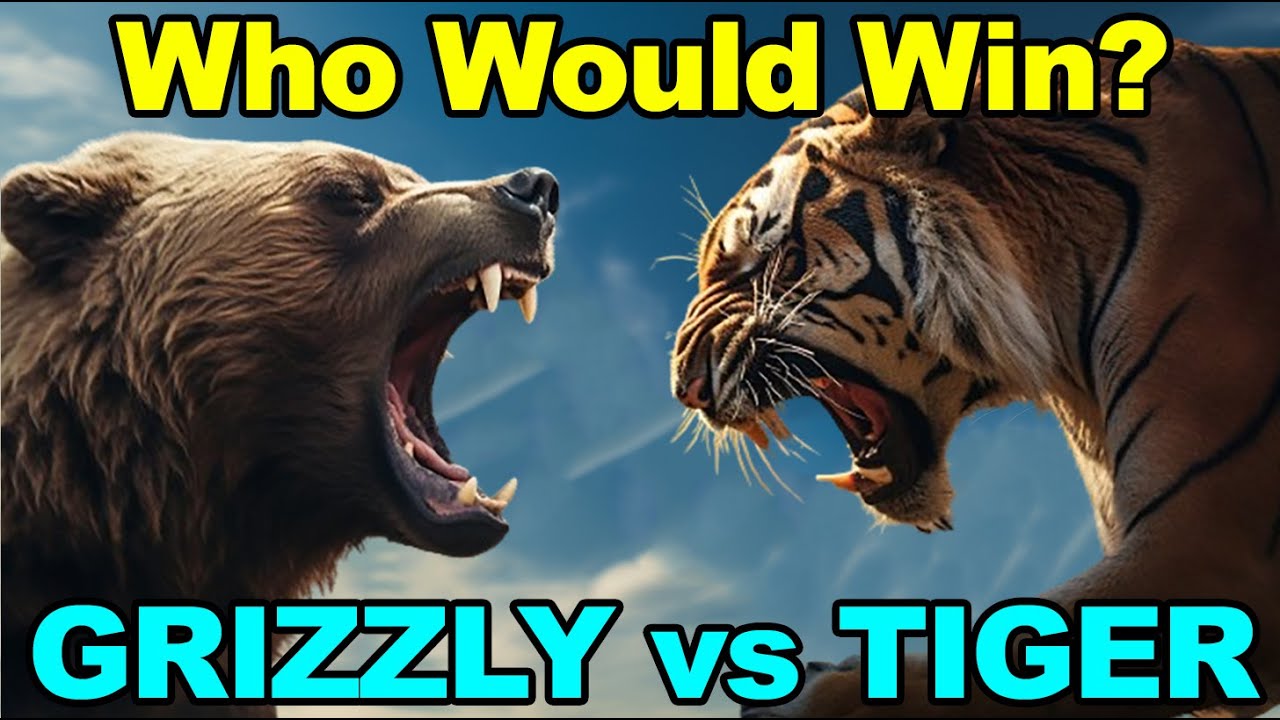 GRIZZLY BEAR vs TIGER | WHO WOULD WIN? - Animals Fight - YouTube