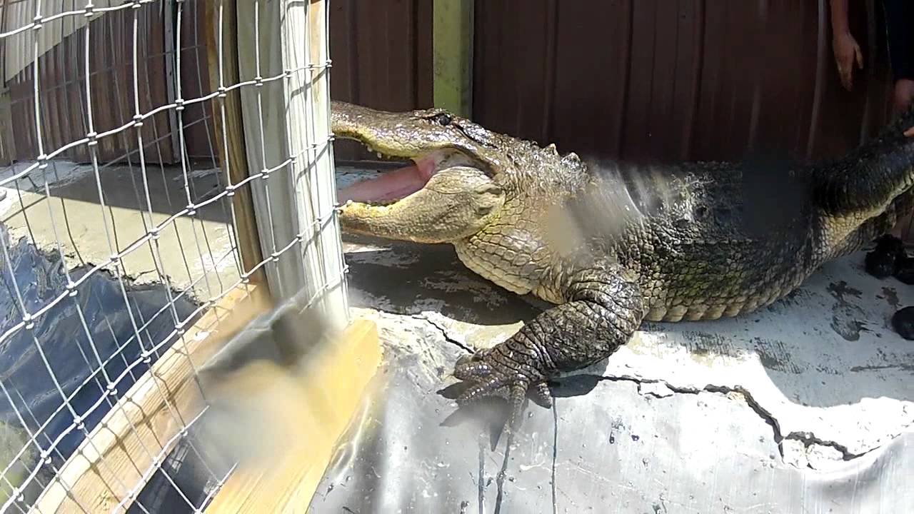 Chasing Chubs...Again.mov - YouTube