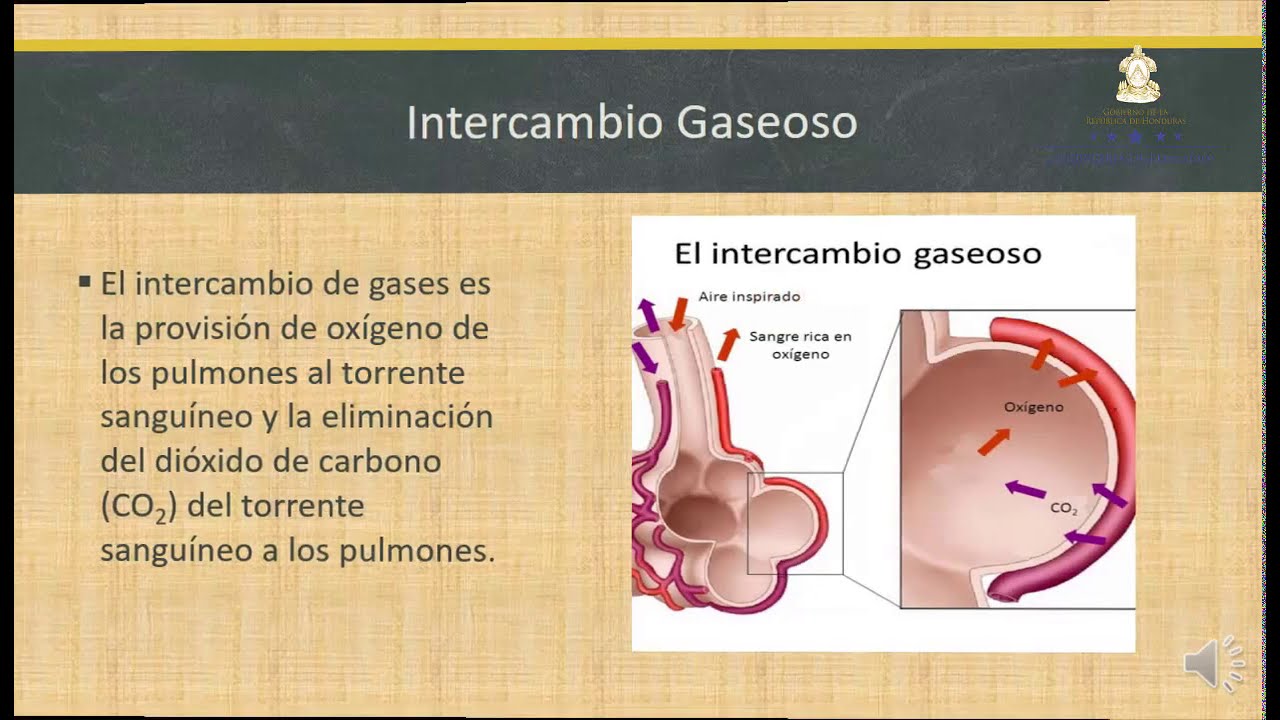 Fenómeno de difusión a nivel del intercambio gaseoso – Undécimo Grado ...