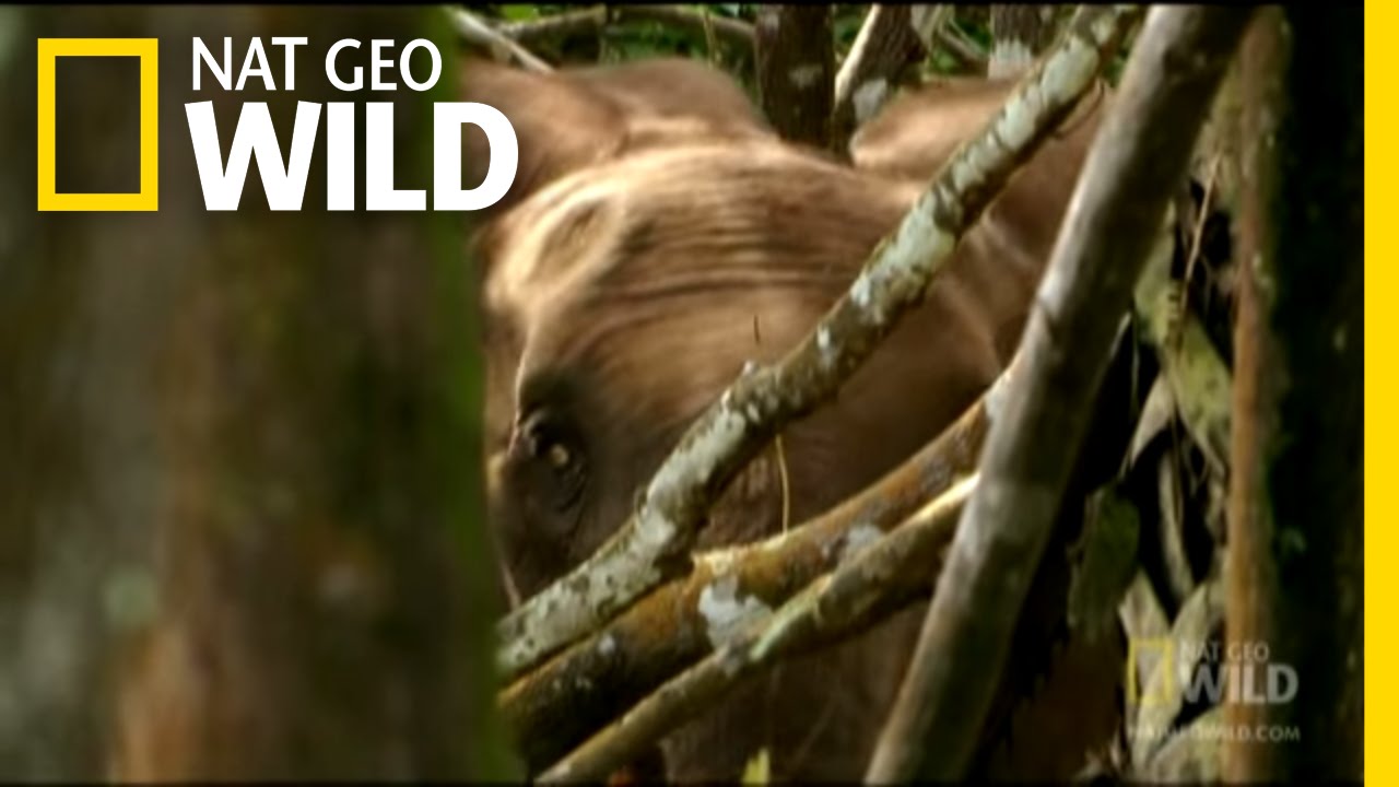 Forest Elephants | Nat Geo Wild - YouTube