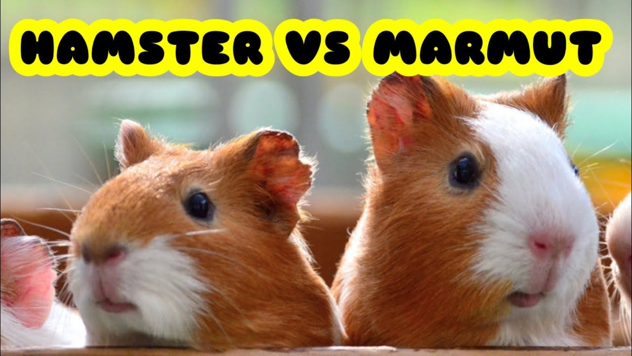 HAMSTER VS MARMUT SERUPA TAPI TAK SAMA - YouTube