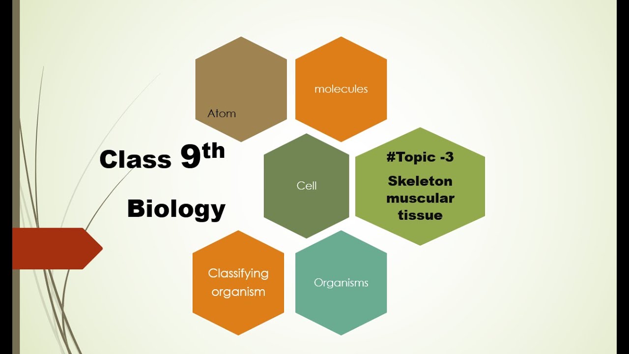 Tissues I Structure of Skeleton Muscle Tissue I Class 9th and 11th ...