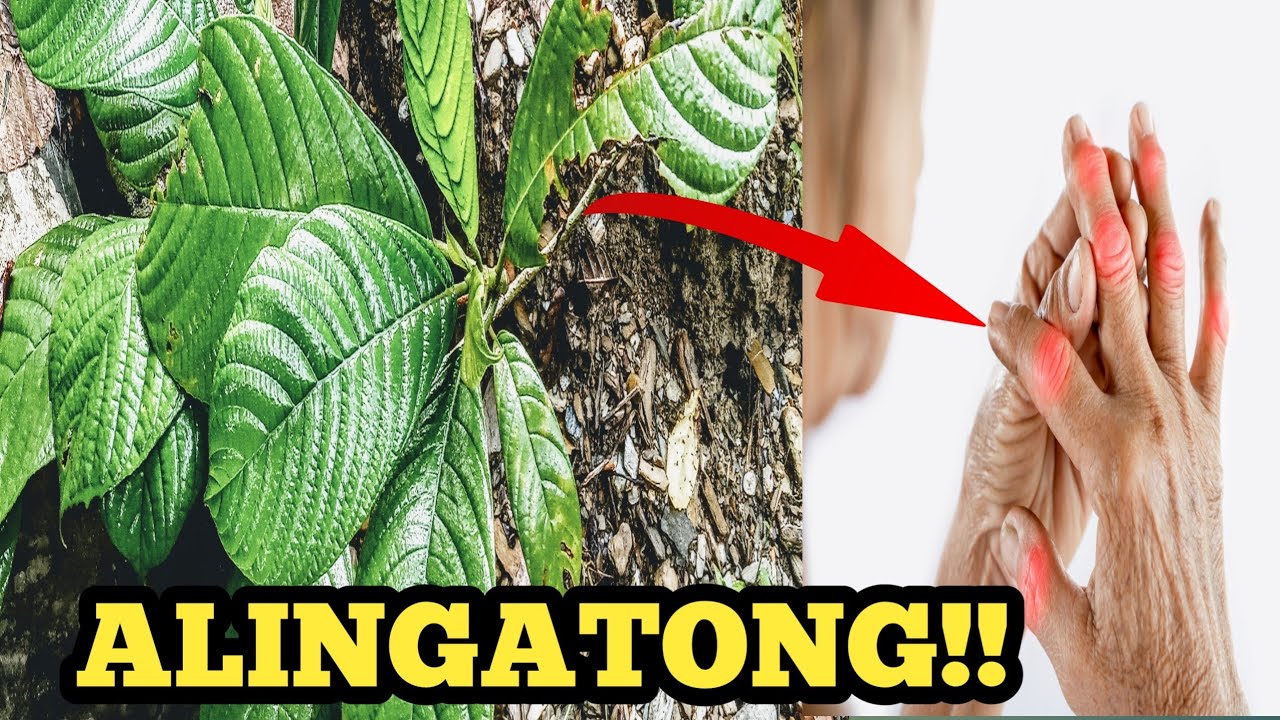 MATINDI PALA EPEKTO NG HALAMANG ALINGATONG!! KALA MO DAMO PERO GAMOT ...