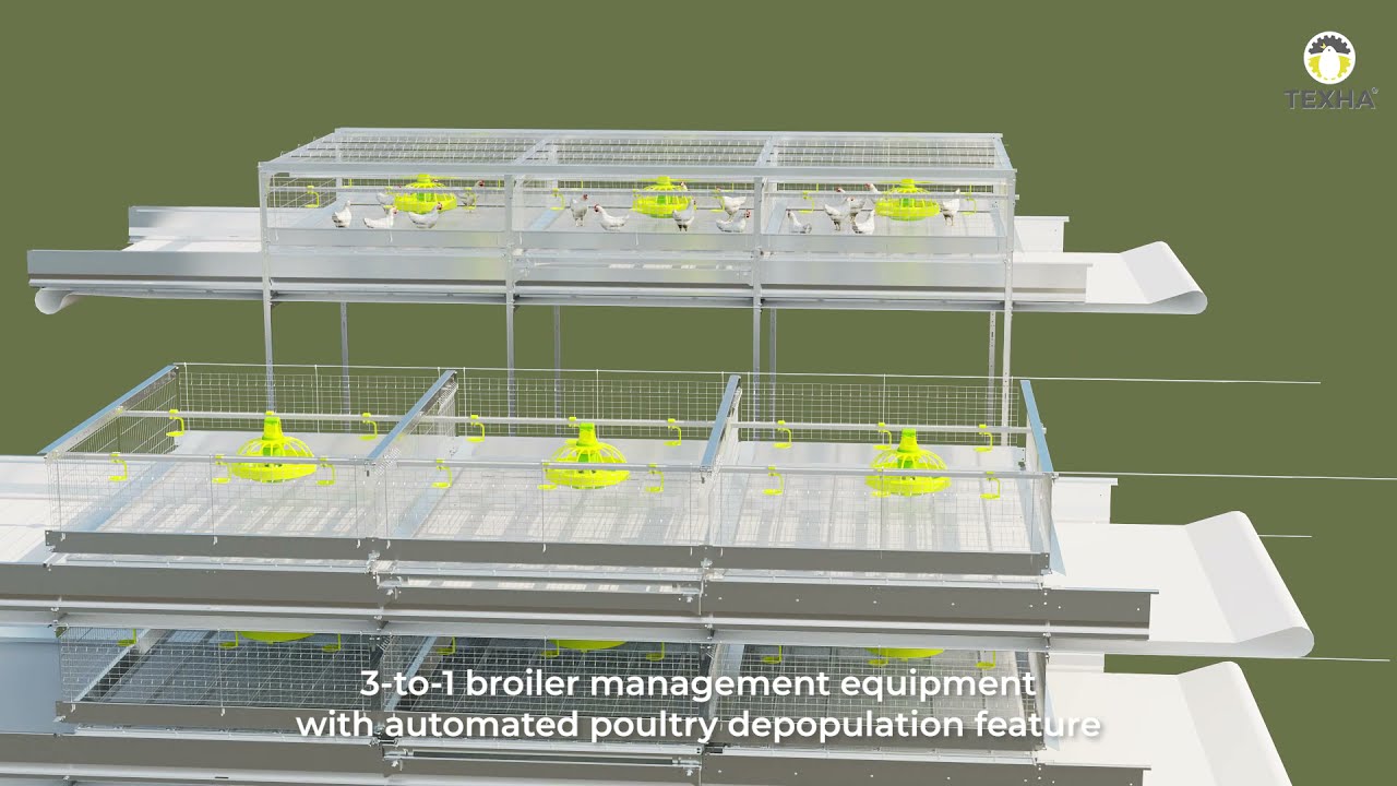 3-to-1 Automated broiler partial harvesting technology for cage farming ...