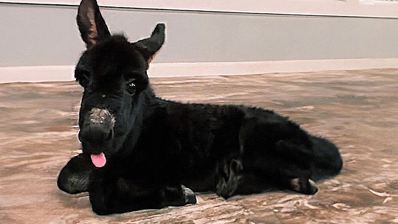 House Donkey Knows When It’s Bedtime And Loves Snuggling With Owners # ...