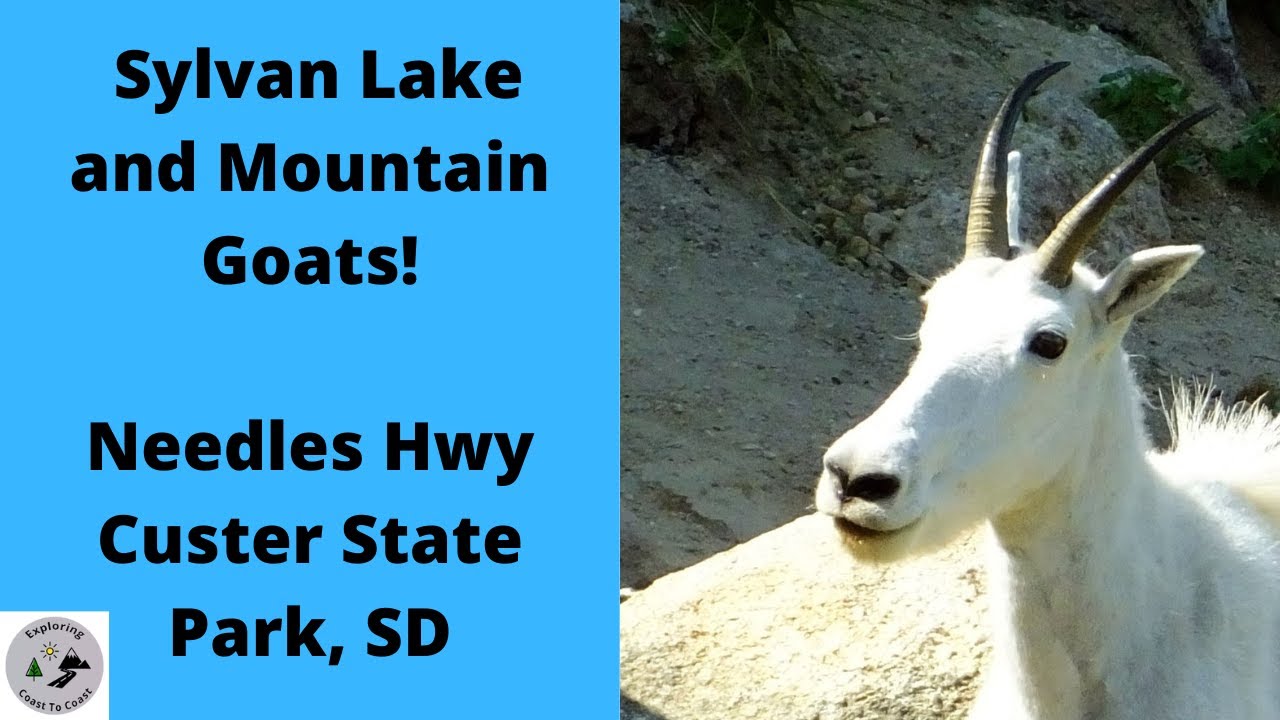 Bighorn Sheep, Mountain Goats, Sylvan Lake, Needles Hwy, Custer State ...