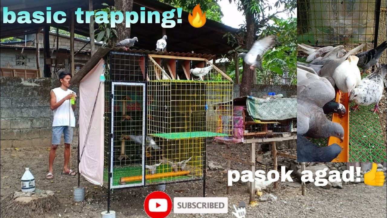BASIC TRAPPING SA MGA WARRIORS🔥#trapdoor #pigeons #kalapatids #flyers ...
