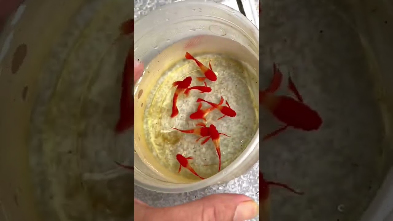 Koi red ear ribon tbb #abino #betta #cabaymau #guppy #koi #ca7mau - YouTube