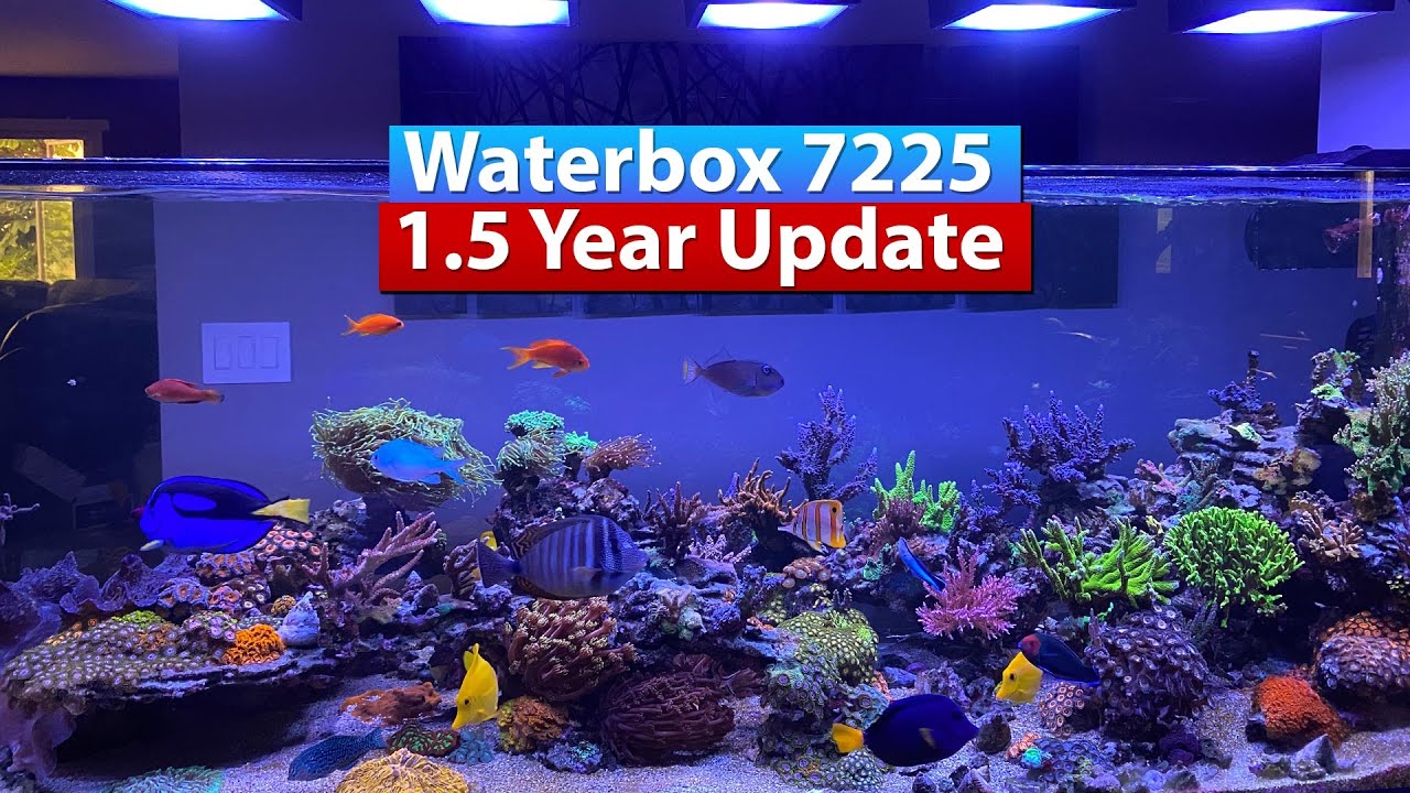 Waterbox 7225 Peninsula 1.5 Year Saltwater Reef Tank Update! - YouTube