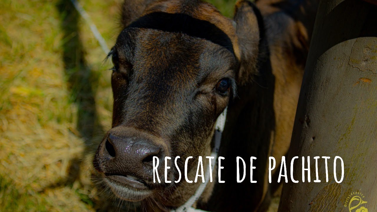 ¡Bienvenido Pachito al Santuario! 🐮 - YouTube