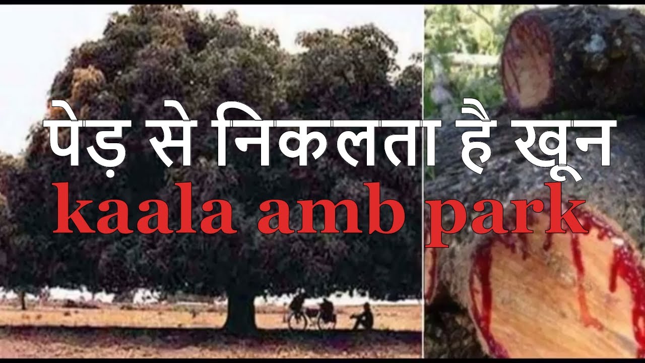 KALA AMB || पेड़ से निकलता है खून - YouTube