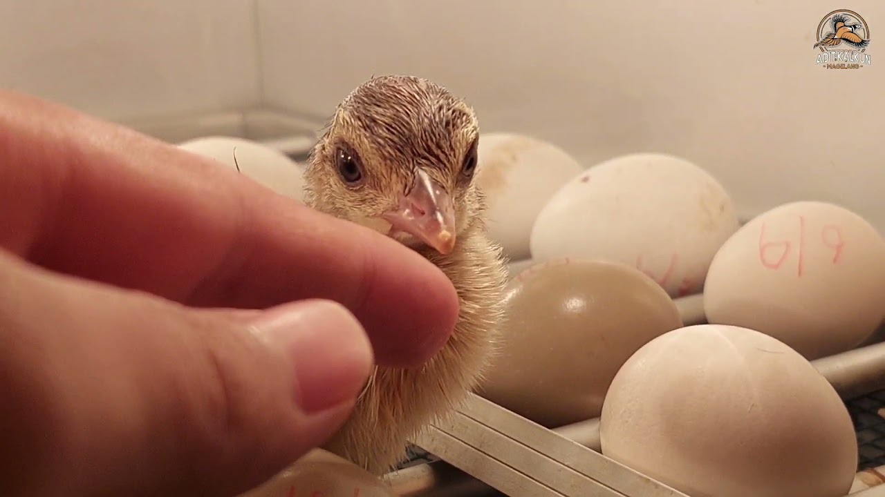 TELUR MERAK BIRU INDIA MENETAS I BLUE PEACOCK I BURSA AYAM HIAS ...