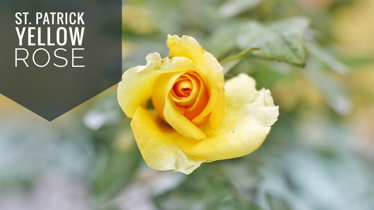 St. Patrick Rose | st patrick rose yellow & green shading rose | St. Patrick hybrid tea rose ...
