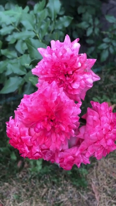 МАХРОВАЯ МАЛИНОВАЯ РОЗА #rose #flowers #флористика #butiful #music ...