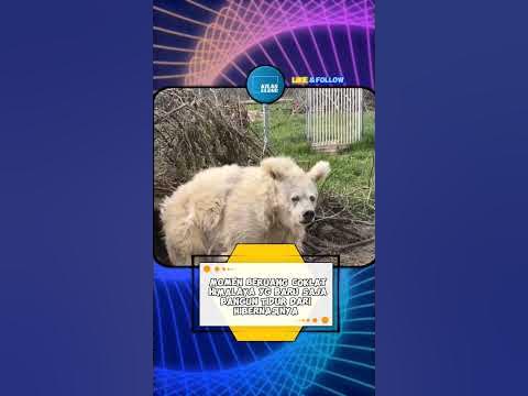 momen beruang himalaya bangun dari tidur hibernasinya! #beruang #hibernasi #fakta #shorts - YouTube