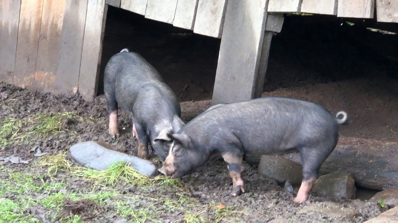 Mountain Farm Museum, Great Smoky Mountains National Park-Pigs - YouTube