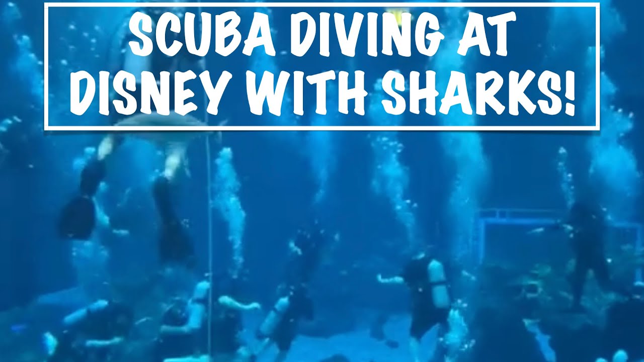WE WENT SCUBA DIVING AT DISNEY WITH SHARKS! EPCOT SEAS ADVENTURES ...