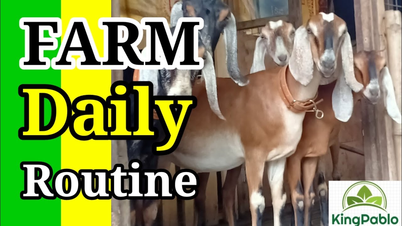 Daily Farm Routine - YouTube