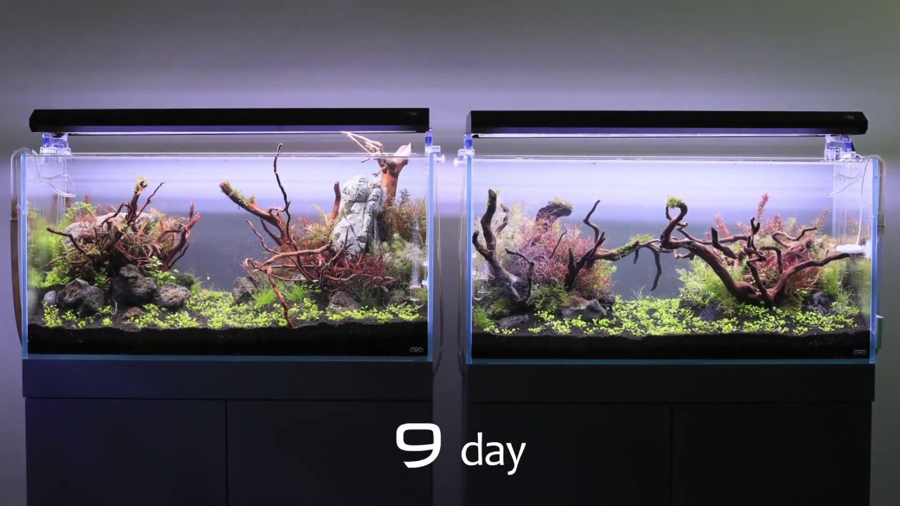 Twinstar NANO Side by Side Continuous shooting for 35 days - YouTube