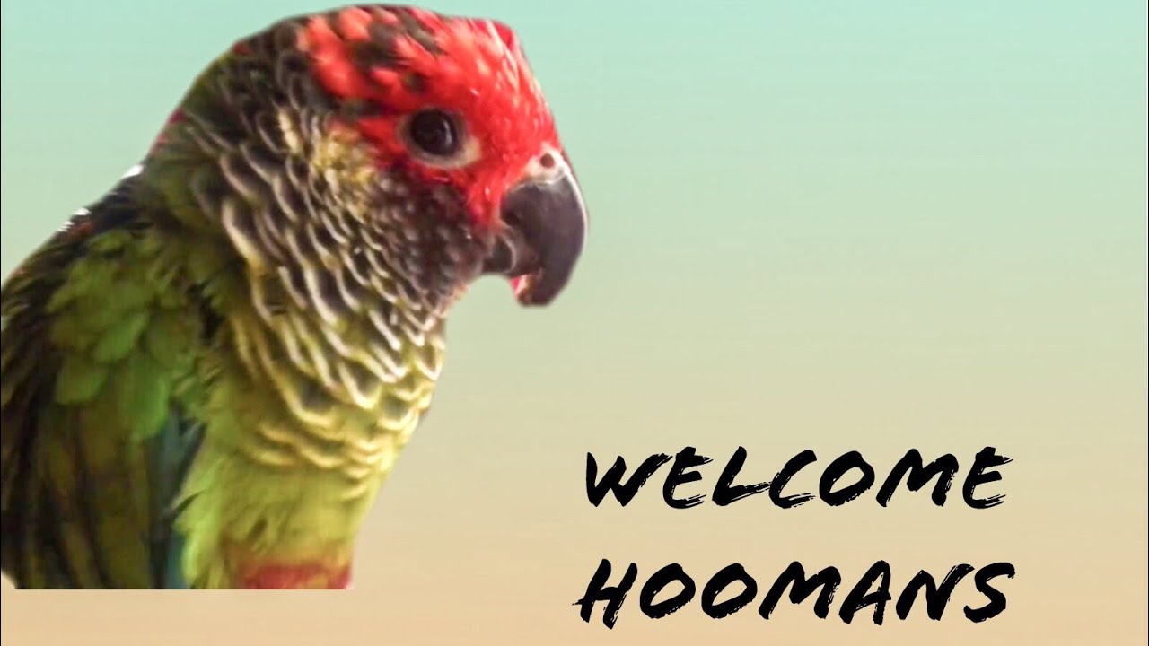 Welcome | Rose Fronted Parakeet | Rose Fronted Conure | Rosifrons ...