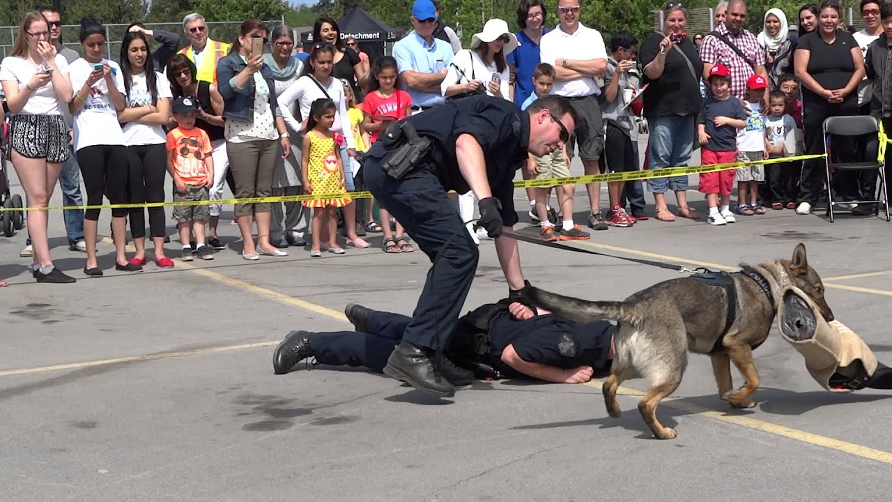 RCMP police dog service - YouTube