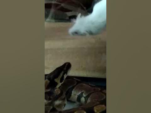 ball python strike mencit - YouTube