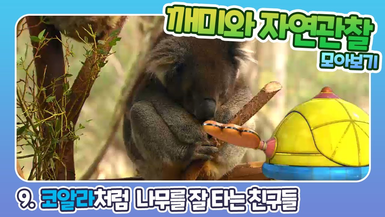 깨미와 함께하는 자연관찰🔍 l 코알라처럼 나무를 잘 타는 친구들 /Kemy/live-action - YouTube