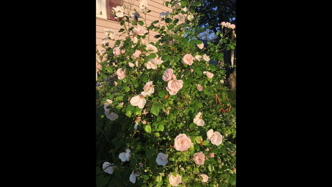 🌹My beautiful light pink old fashioning climbing roses in full bloom🌹 ...