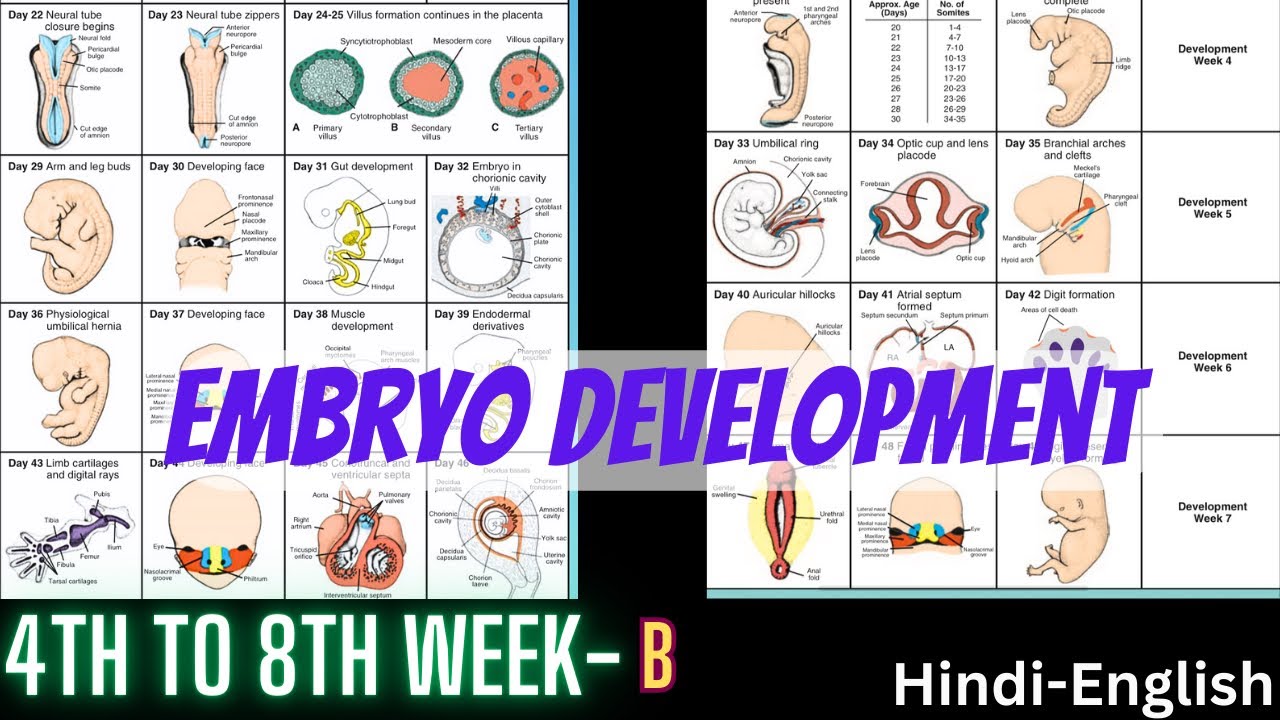 4th to 8th week of development in embryonic period of life. Part B ...