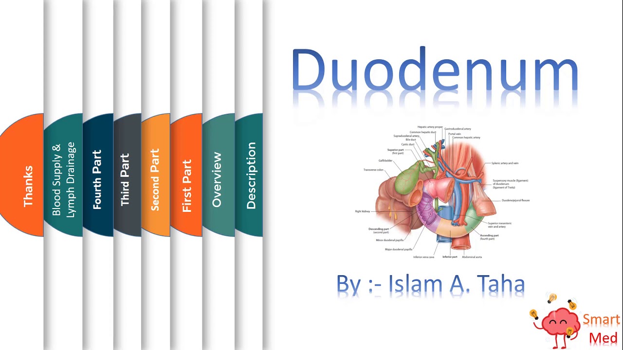 Anatomy of the duodenum and overview of the abdominal cavity - YouTube