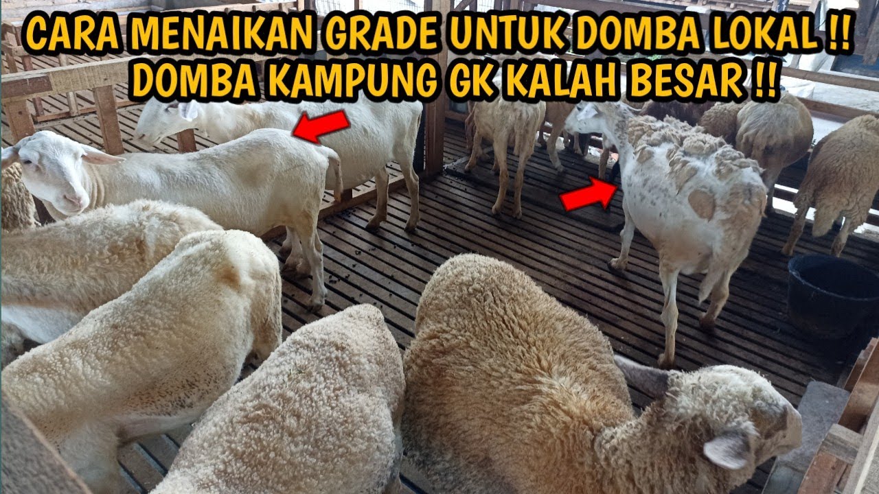 CARA MENAIKAN GRADE KHUSUS DOMBA LOKAL, GAK KALAH SUPER HASIL JOSS ...