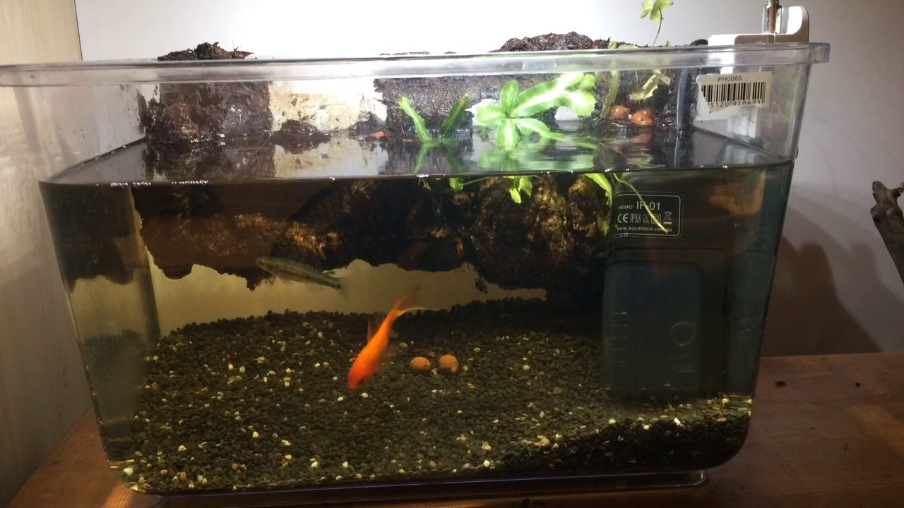 First Goldfish training - YouTube