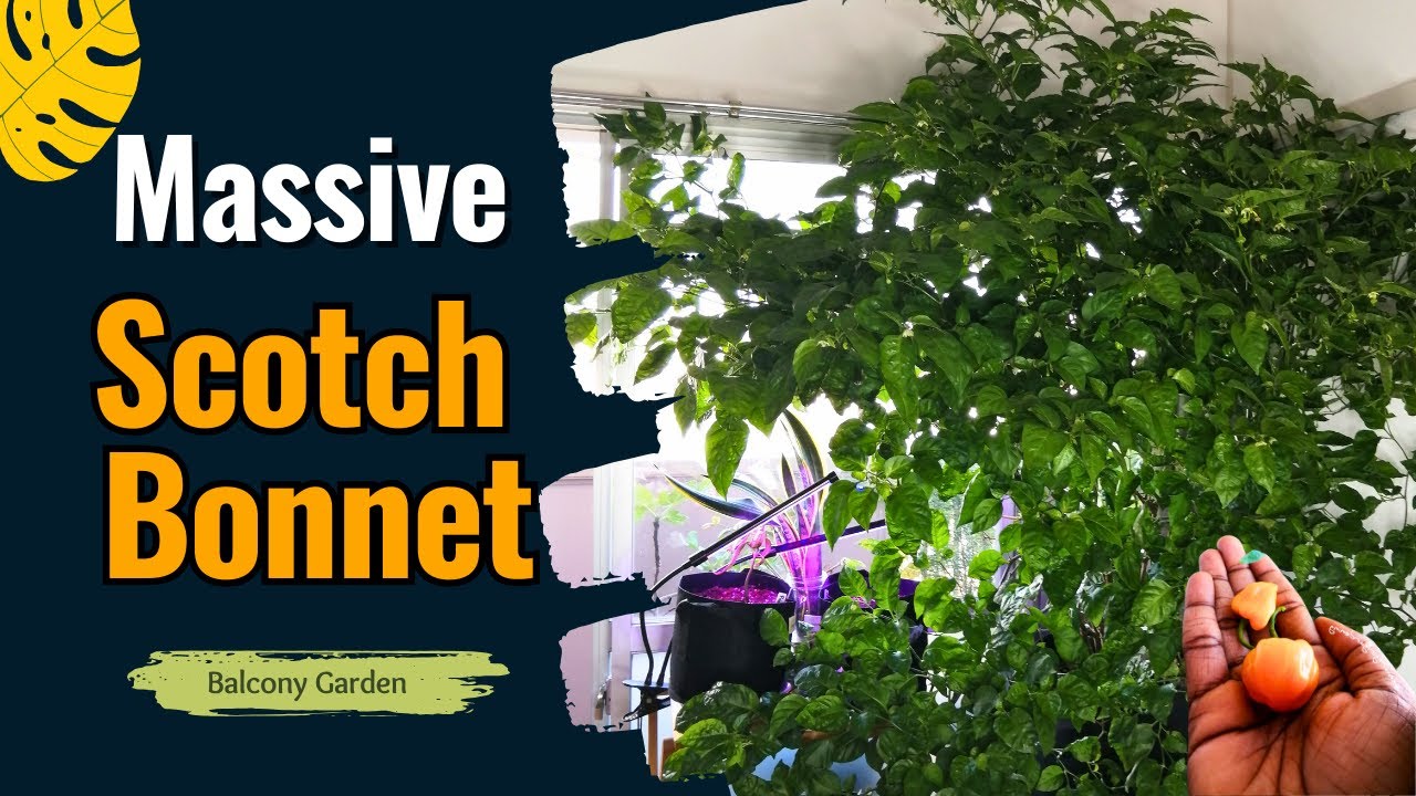 This Massive Scotch Bonnet Plant Taught Me Everything About Container ...