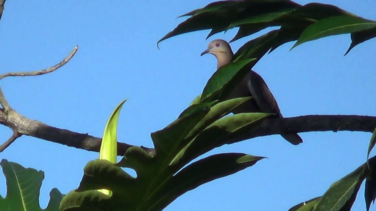 Dominican Republic Birds: Tortola, Rola. - YouTube