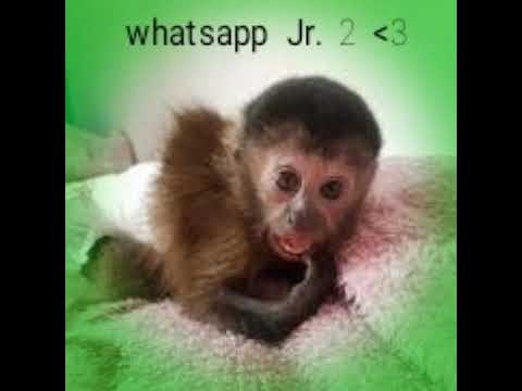 whatsapp Jr. 2 - YouTube