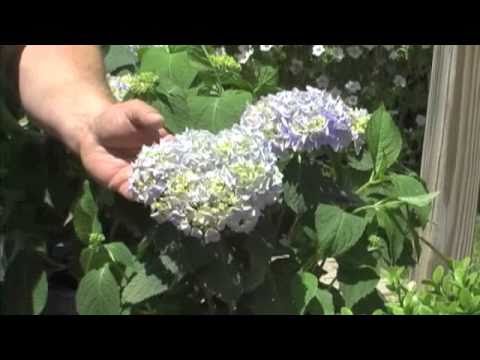 Gardening 101: Hydrangeas, the new, the old and the best - YouTube