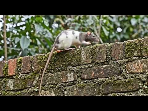 Survival is not about strength… it’s about courage 🐀🔥wildlife #survival #animalfight #crow #rat #