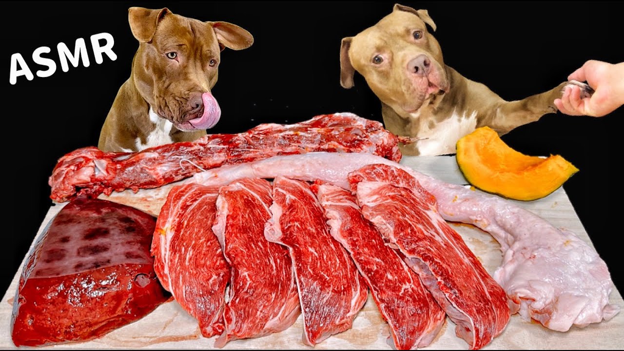 ASMR MUKBANG PITBULL EATING RAW FOODS DEER NECK - YouTube