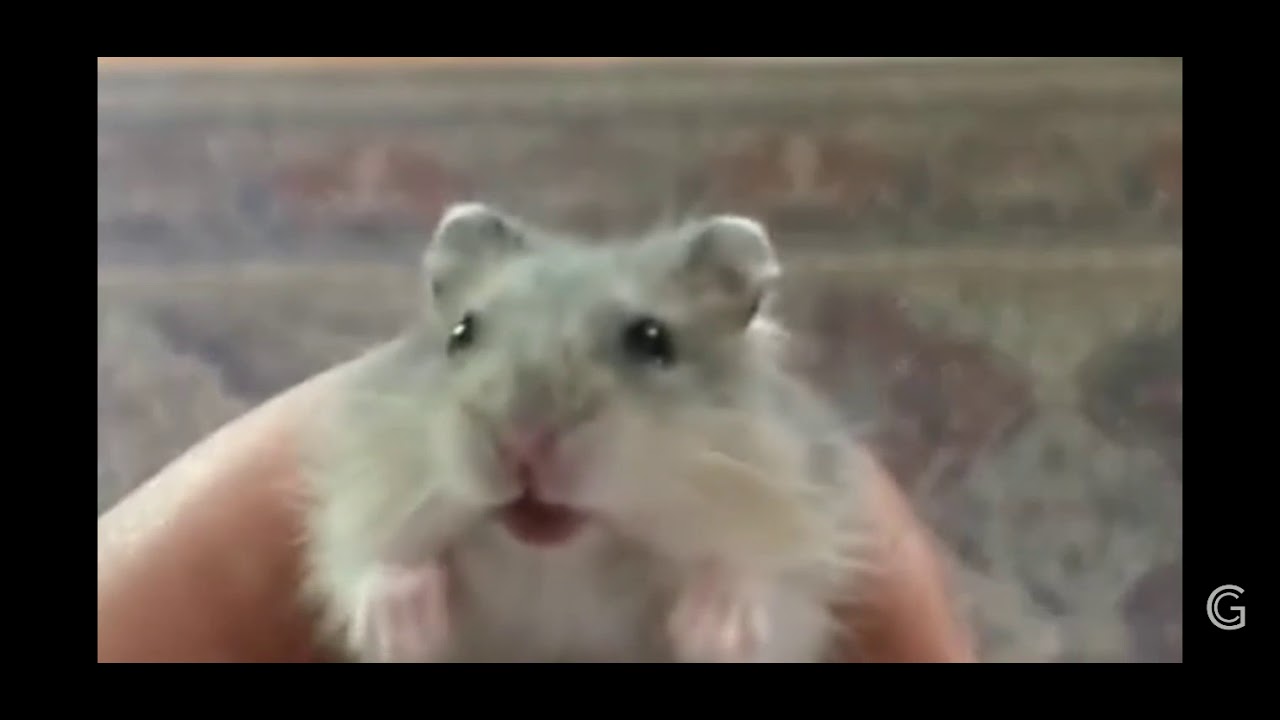 screaming hamster - YouTube