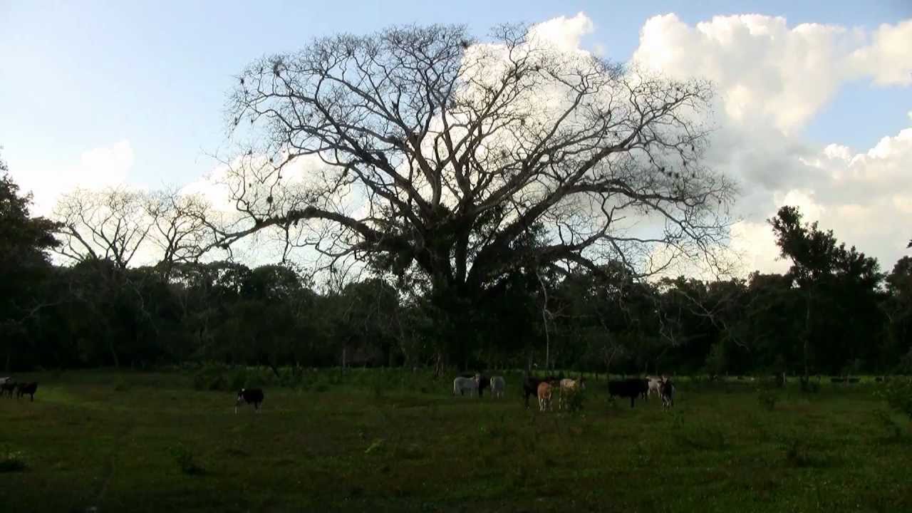 Guanacaste Tree, Belize. Энтеролобиум круглоплодный (1729sp) - YouTube