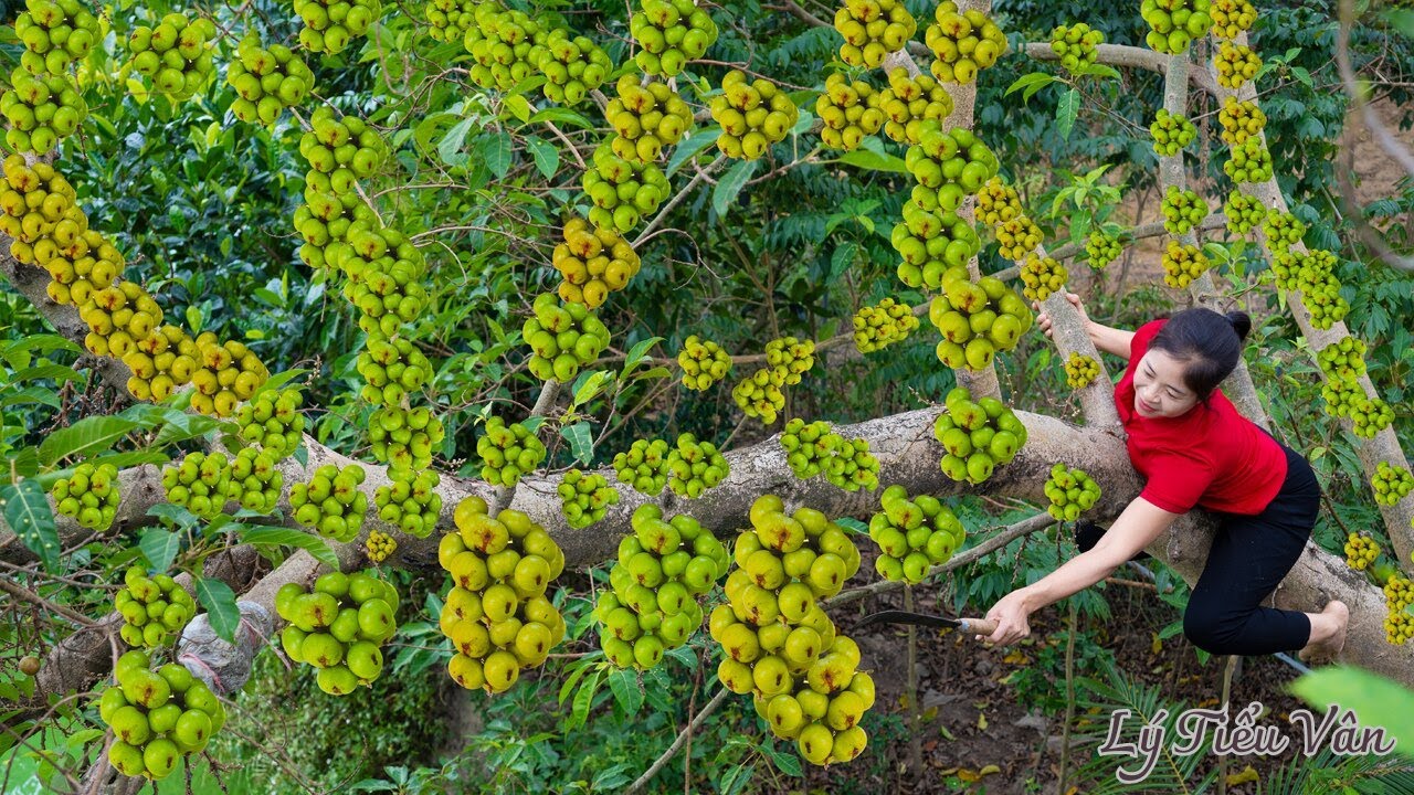 Harvest Figs & Goes to the market sell -- Cooking - Live with nature ...