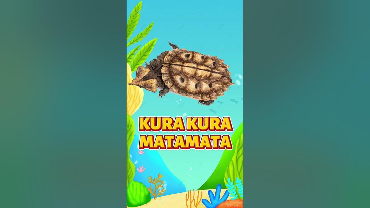 Kura kura - YouTube