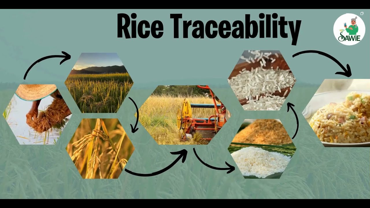 Rice traceability | SAWIE offers traceability service by QR code | See this video - YouTube