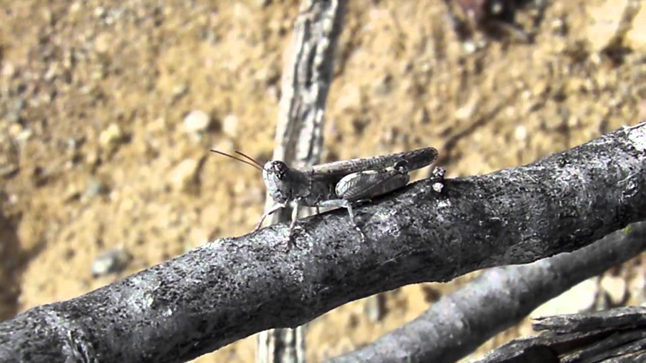 Ligurotettix coquilletti (Desert Clicker Grasshopper) - YouTube