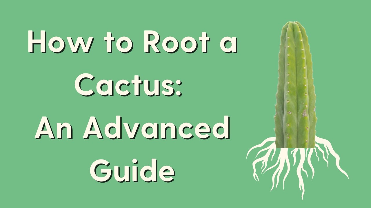 Rooting 201: An Advanced Guide | How to Plant and Root a Cactus Cutting ...