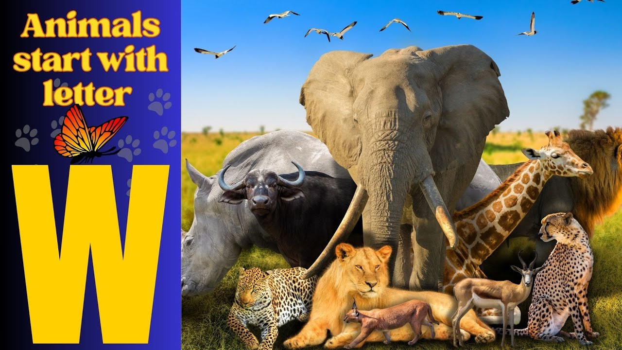 Animals Starting With W| Learn Animal Words That Start With Letters W # ...