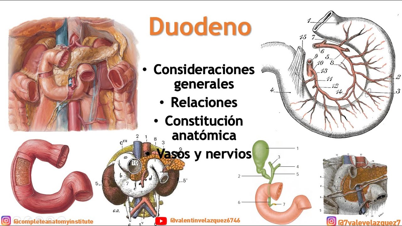 ANATOMÍA DEL DUODENO (Situación, medios de fijación, relaciones ...